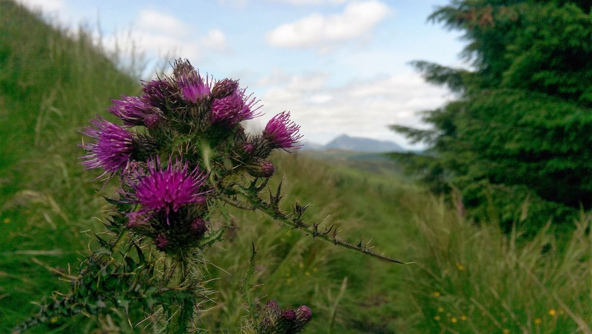 Walking on Arran: Urie Loch – Love Exploring Scotland